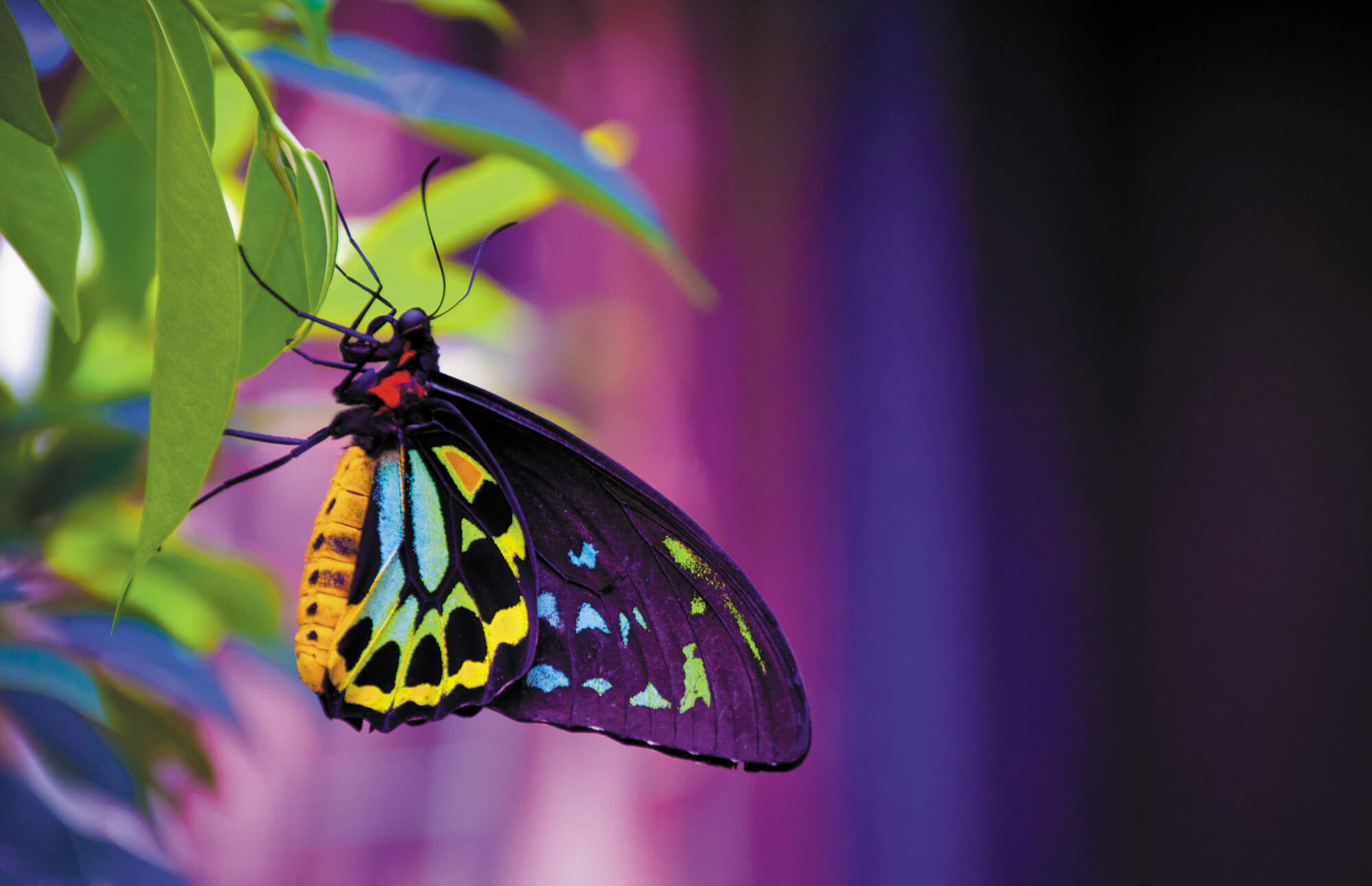 Butterfly | Nettl Exeter